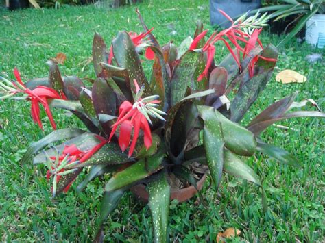 Bromeliads Bromeliads Air Plants Plants