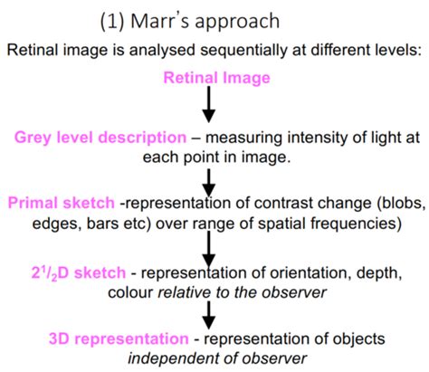 Lec 5 Form Perception Flashcards Quizlet