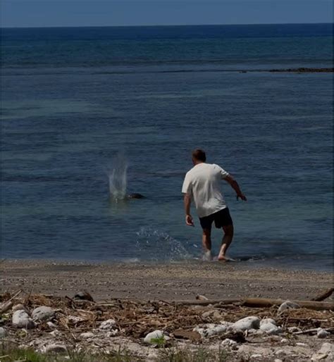 Feds Charge Washington Man For Throwing Large Rock At Monk Seal On Maui