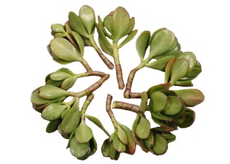 Jade Plant Stem Cuttings All For One