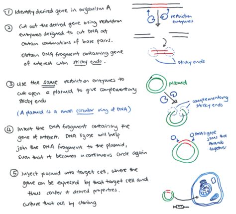 B6 Inheritance Variation And Evolution Flashcards Quizlet