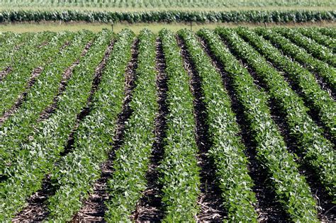 Nearly Half Of Iowa Corn Acres Planted • Iowa Capital Dispatch