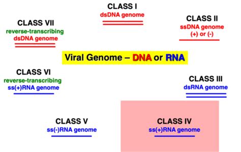 Poliovirus And Other Single Stranded Positive Strand Rna Viruses Exam 2 Flashcards Quizlet