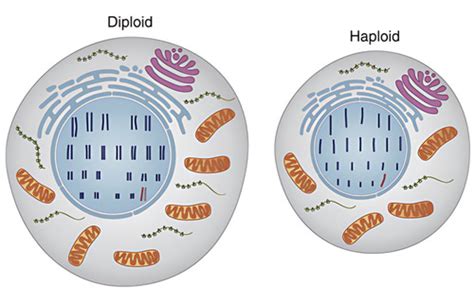 What Are Sex Chromosomes Sex Chromosomes Flashcards Quizlet
