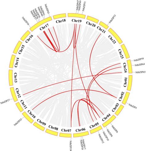 Segmental Duplication Analysis Of The Ntbzip Genes The Putative