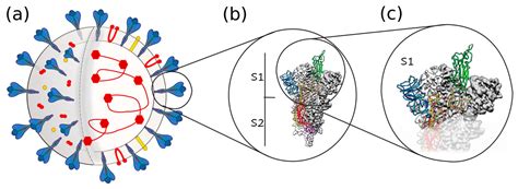 Secondary Structures Of Mers Cov Sars Cov And Sars Cov 2 Spike