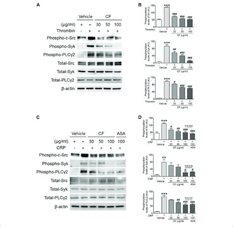 c fragile attenuated phosphorylation of c src syk plcγ2 pi3k