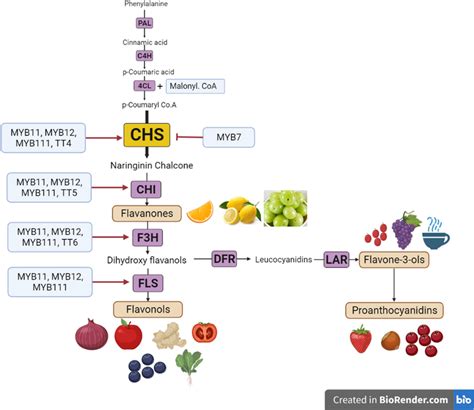 Regulation Of Flavonoids Flavanones Flavonols Flavan 3 Ols And Download Scientific Diagram