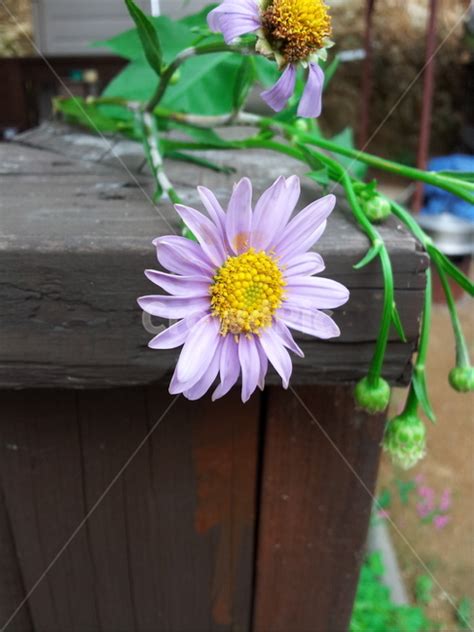 Plant 식물 Pollen 화분 꽃 사진 이미지 일러스트 캘리그라피 노사작가