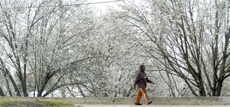 These Invasive Trees Smell Like Rotting Fish And Kill Plants State Bans Want Bradford Pears