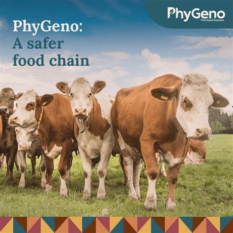 Phygeno Phytogenics Plantbased Natural Animalfeeds Phygeno