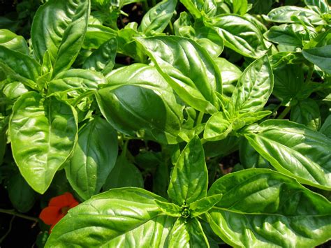 Christina S Garden Basil In The Garden