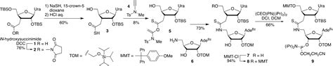Synthesis And Properties Of Rna Modified With Thioamide Internucleoside Linkage Gafur 2024