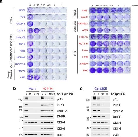 Intrinsic Resistance To CDK4 6i Is Associated With Incomplete