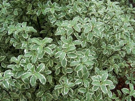 5 Favorites Variegated Evergreen Shrubs Gardenista