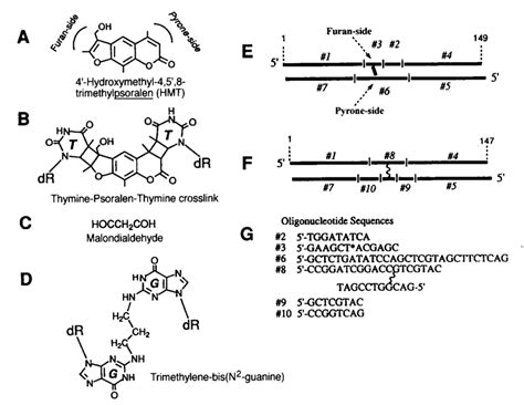 Linear Cross Linked Substrates For The Xpf Ercc1 Nuclease A