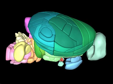 Allen Institute Creates Mouse Brain Map In 3 D