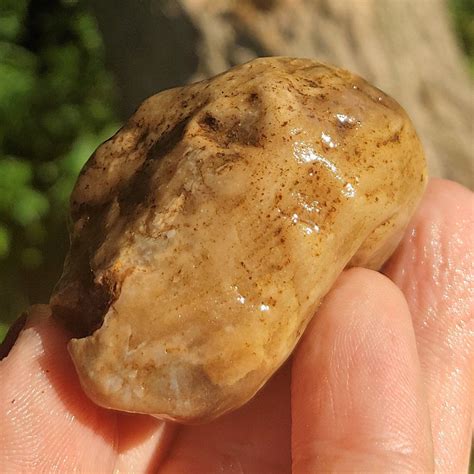 Stromatoporoid Sponge Fossil Limonite Partially Silicified Paleozoic Michigan 48g Raw Natural