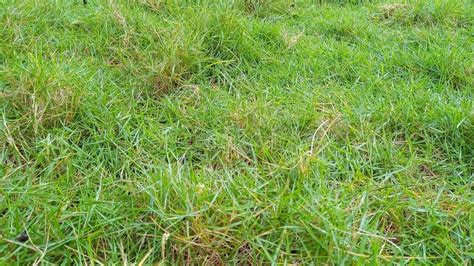 Green Plants That Beautify The Environment Stock Image Image Of