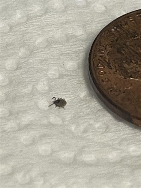 Tiny Tick R Bugidentification