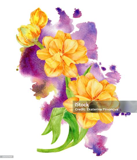 튤립 노란색 테리 길고 아름다운 지점 개방적이고 새싹 보라색 수채화 반점의 배경에 수채화로 손으로 그렸습니다 실내 장식 엽서 또는 화장품용 공예에 대한 스톡 벡터 아트 및
