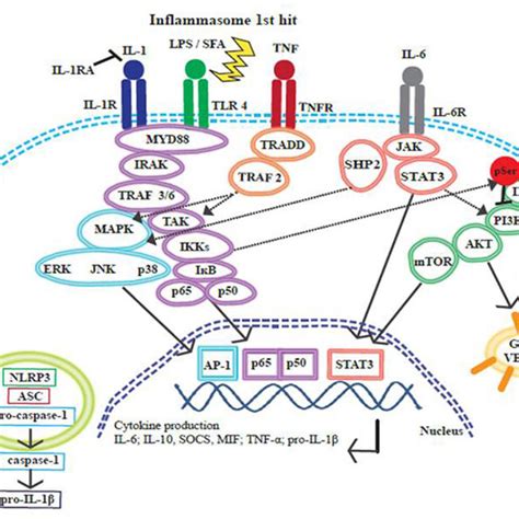 Cross Talk Between Insulin And Inflammatory Signaling Pathways Download Scientific Diagram