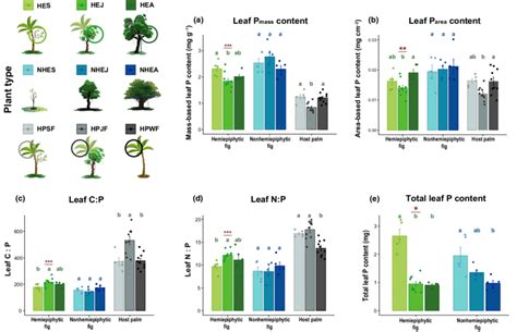 Leaf P Nutrient Dynamics Of Hemiepiphytic And Nonhemiepiphytic Ficus Download Scientific