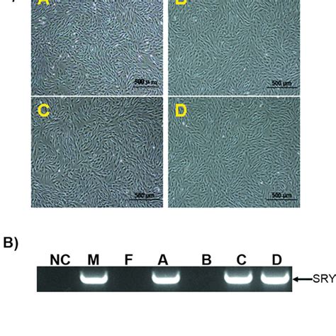 Separation And Sex Determination Of Pef Cells A Pef Cells Were