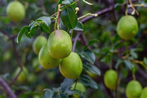 5 Health Benefits Of Umbu Healthy Life Start