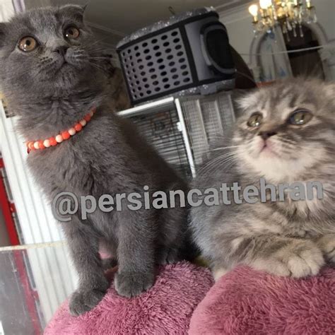 بچه گربه های خاص و لاکچری On Tumblr فروشاسکاتیشفولدتبی فروش