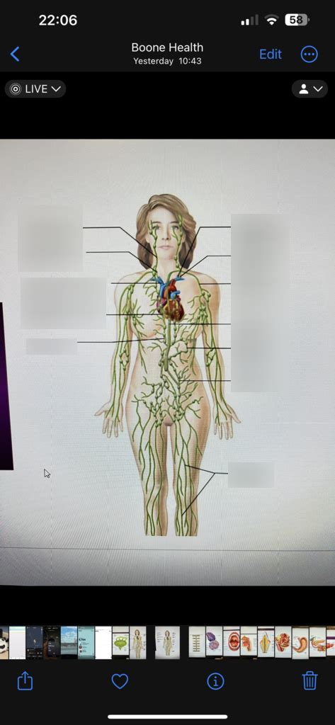 Lymphatic System Diagram Quizlet