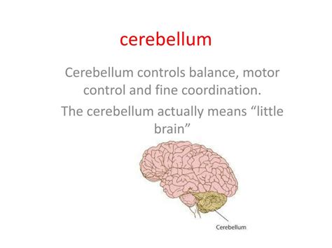 PPT Cerebellum PowerPoint Presentation Free Download ID