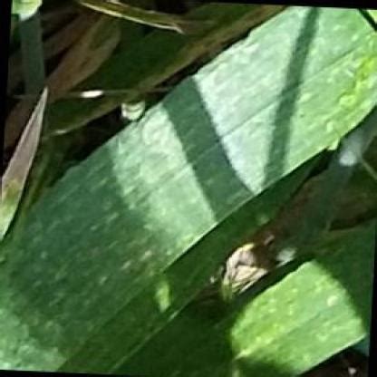 Wheat Model Object Detection Dataset And Pre Trained Model By Wheatdiseases