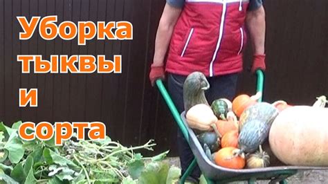 Когда убирать тыкву с огорода чтобы хорошо хранилась Сорта тыквы выращенные в этот год