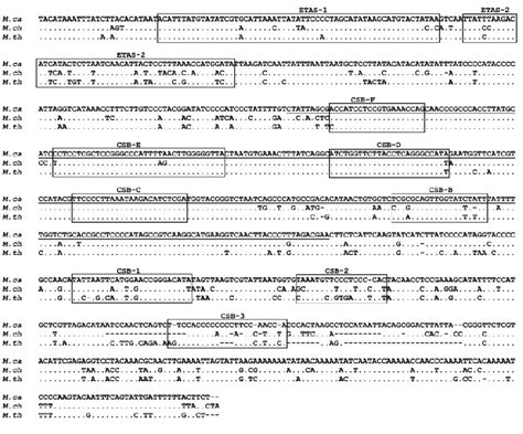 Nucleotide Sequence Alignment Of The Control Region Of Microtus
