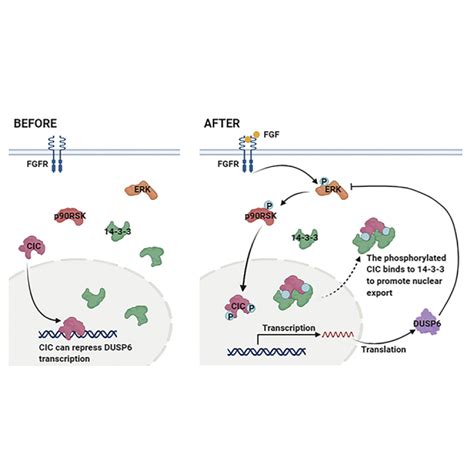 Cic Is A Mediator Of The Erk1 2 Dusp6 Negative Feedback Loop Abstract Europe Pmc