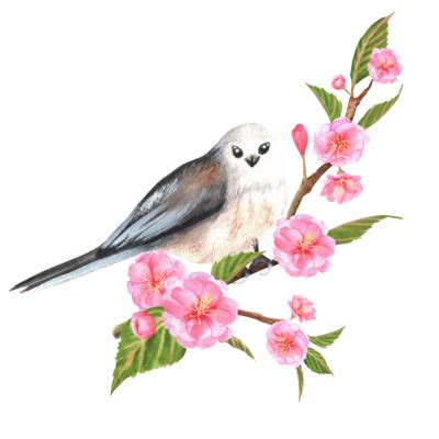 Bird On Tree PNGs For Free Download