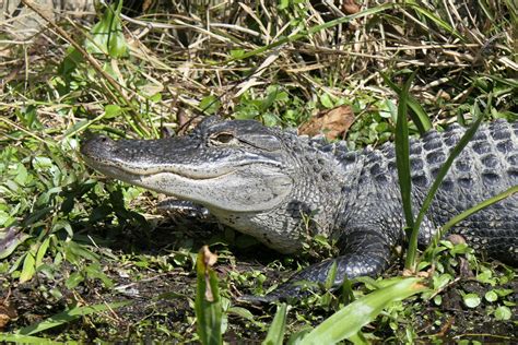 American Alligator Mississippiensis Biology And Ecology