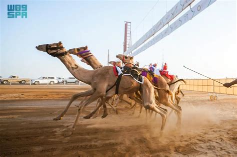 العلا تفتتح ألقاب كأس الاتحاد للهجن بنجران أخبار 24