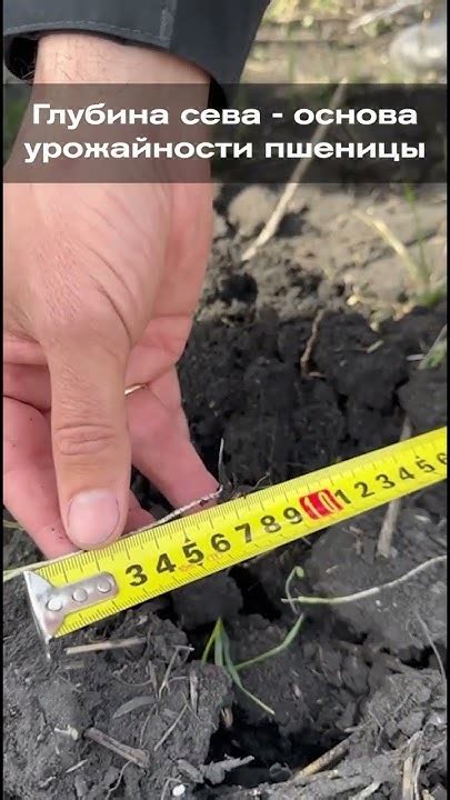 Глубина сева основа урожайности пшеницы Youtube