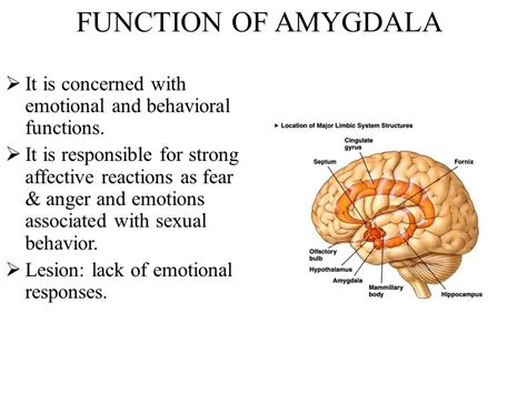 Amygdala Anatomy Location And Function Anatomy Info