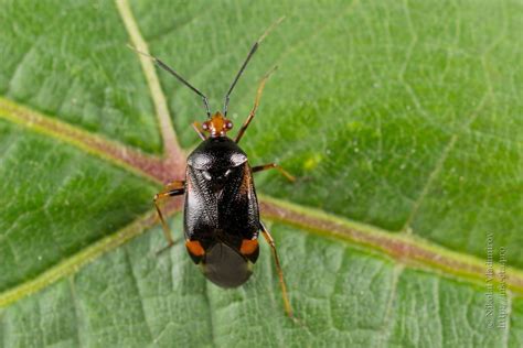 Photo 62814 Deraeocoris Ruber