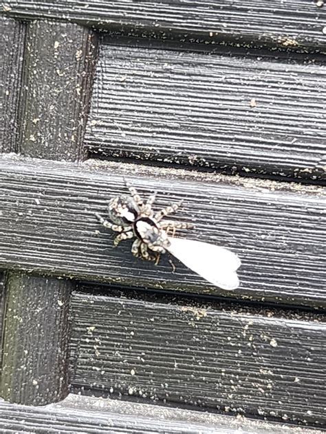 Little Guy Caught A Termite Alate Rjumpingspiders