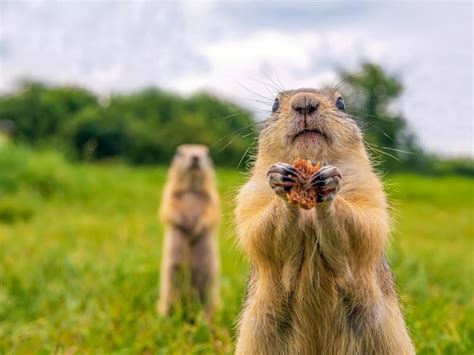 Premium Photo Gophers On The Lawn Are Queue Up For A Treat Close Up