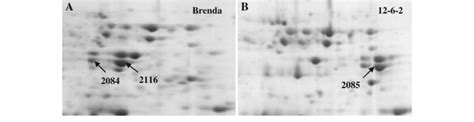 Comparison Of 2d Gel Regions Indicating The Segregation Patterns Of Bp1