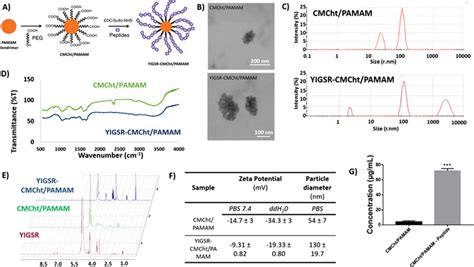 Physico‐chemical Characterization Of Dendrimer Nanoparticles A