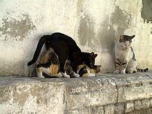 Cat Wikipedia