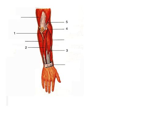 Forearm Extensors Quiz