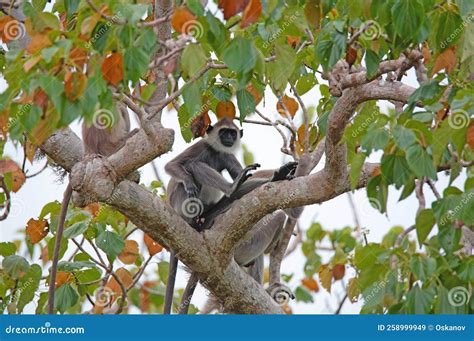 Gray Langur Or Semnopithecus Priam Thersites Sits On Tree Stock Image