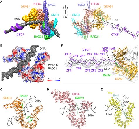 Ctcf And R Loops Are Boundaries Of Cohesin Mediated Dna Looping Molecular Cell
